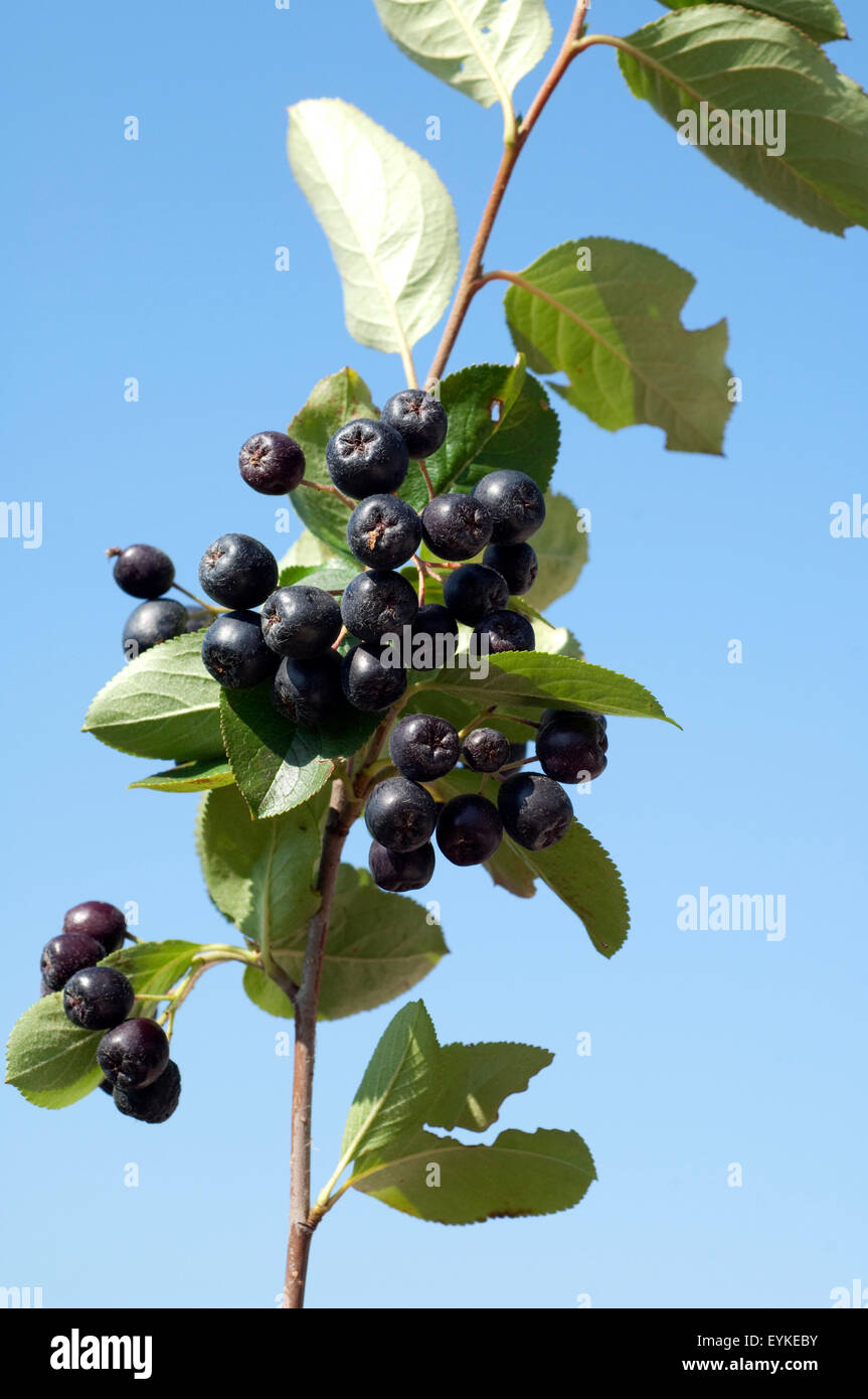 Dwarf ash tree hi-res stock photography and images - Alamy