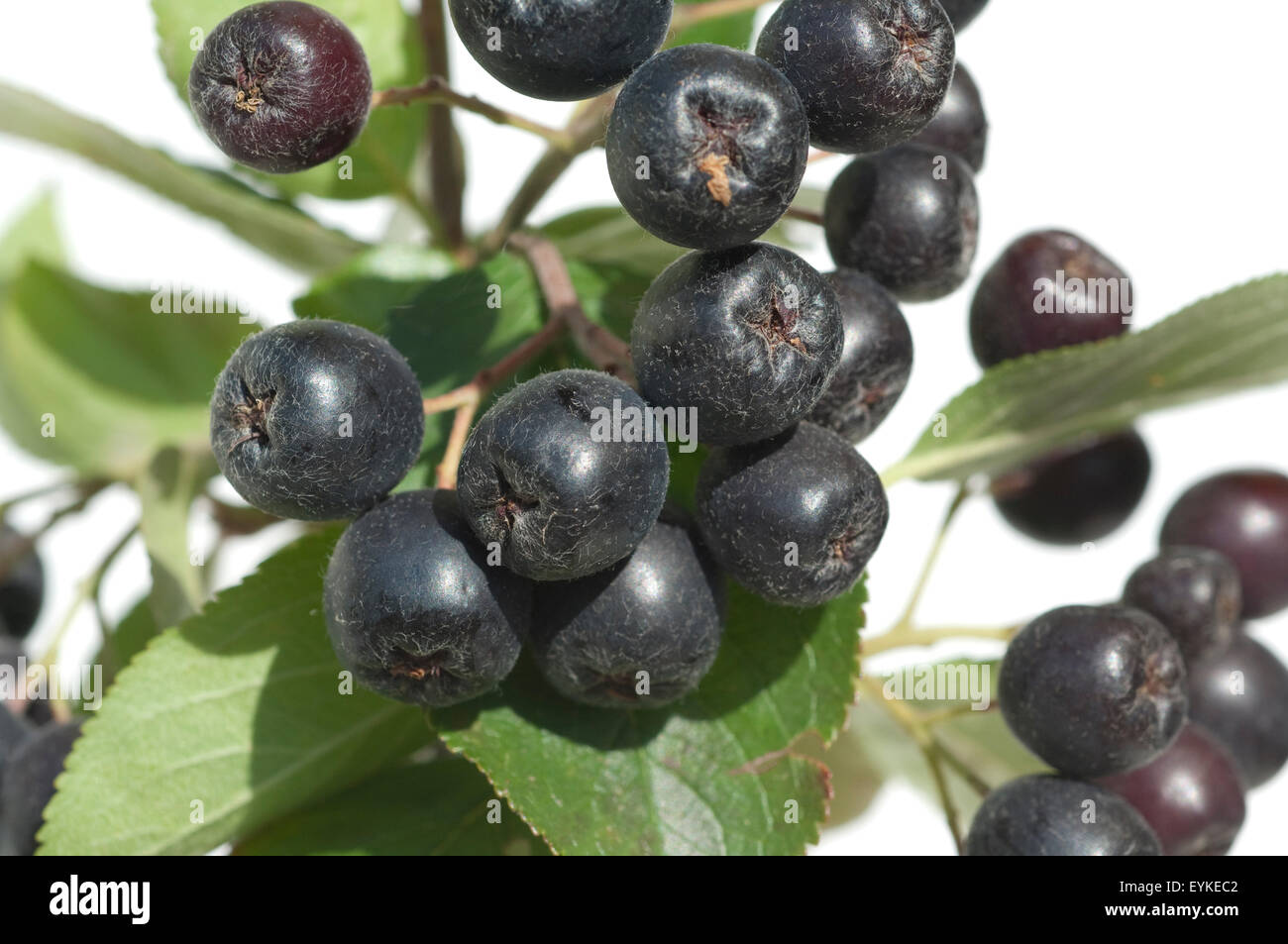 Apfelbeere; Aronia; Schwarze Stock Photo - Alamy