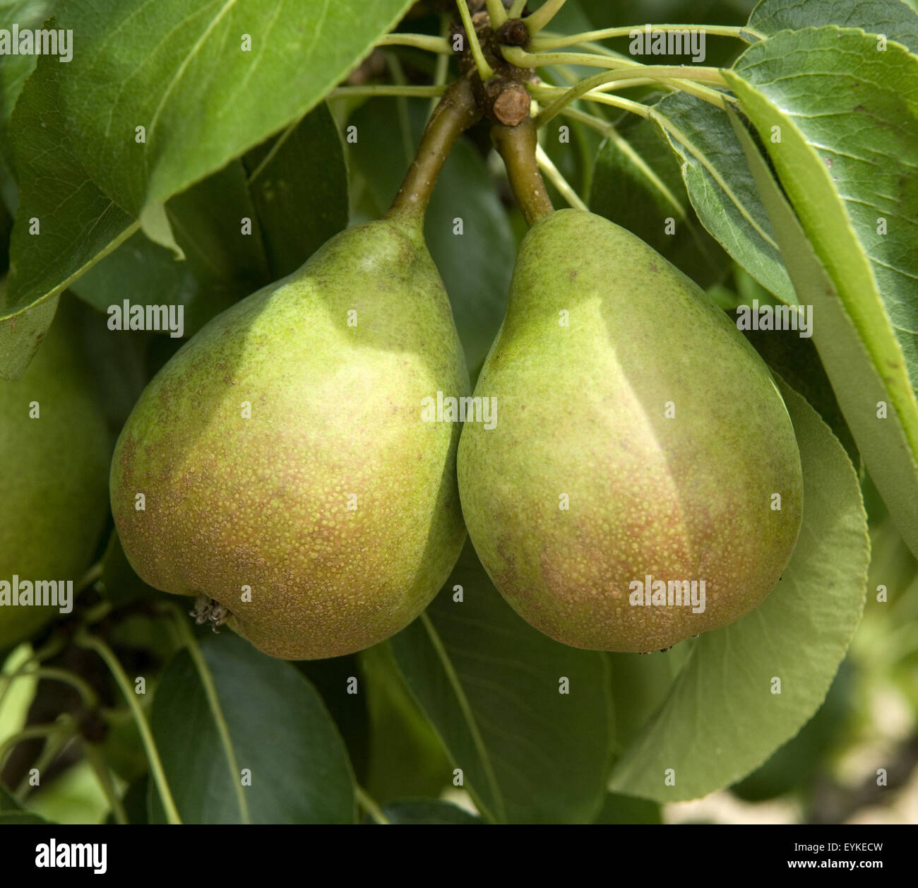 Birne, Neue Poiteau, Birnensorte, Birne, Kernobst, Obst Stock Photo - Alamy