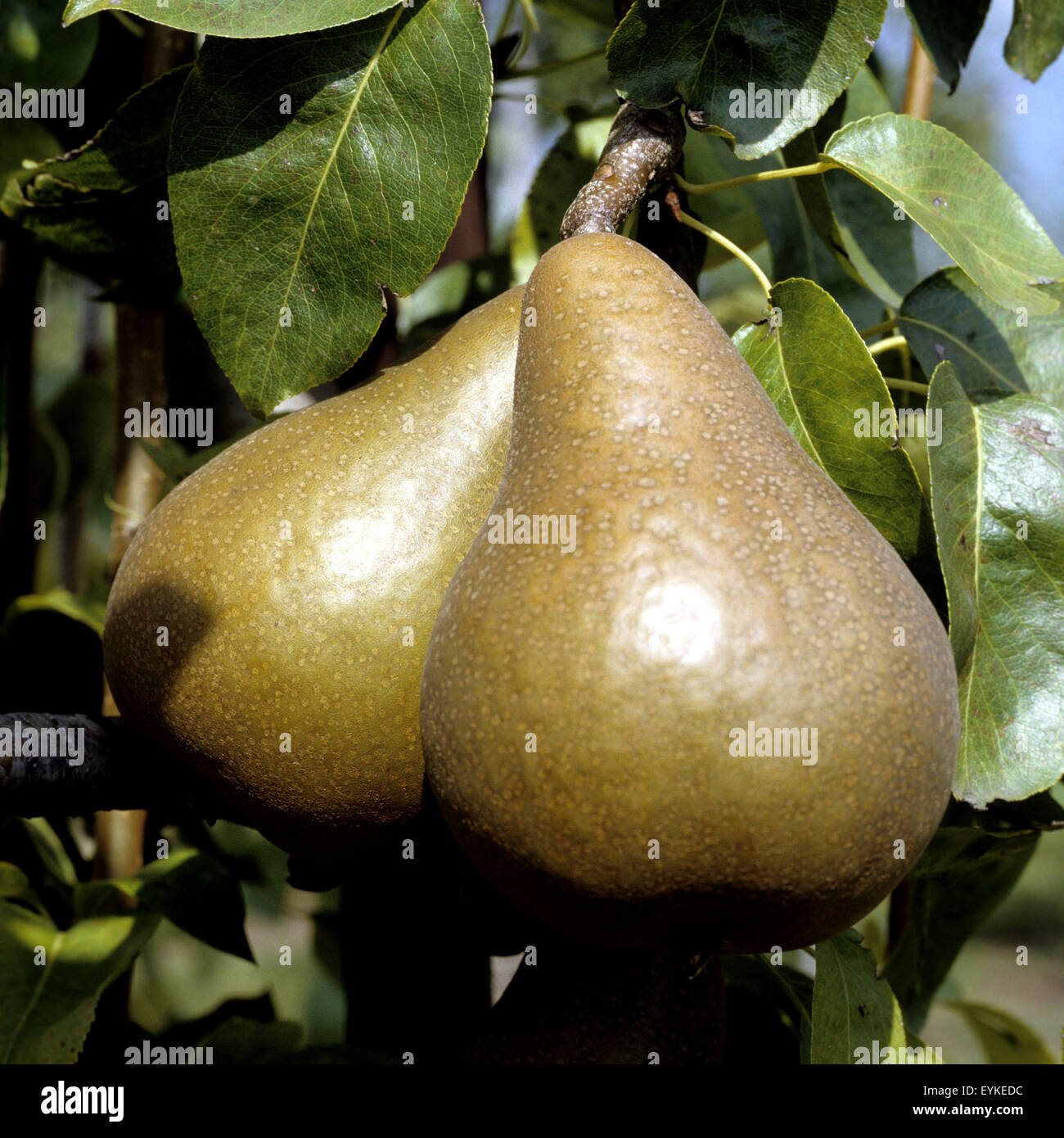 Birne, Pyrus, Uta, Birnensorte, Birne, Kernobst, Obst Stock Photo - Alamy
