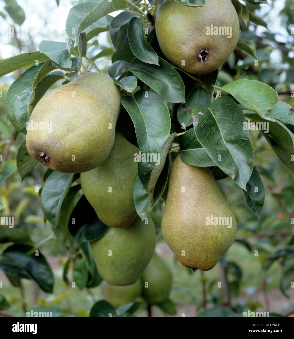 Birnen sorte hi-res stock photography and images - Alamy