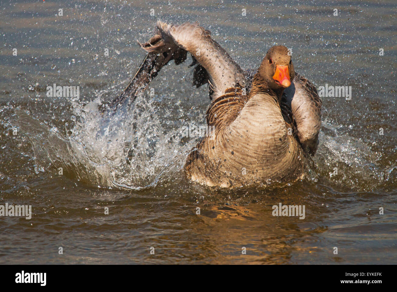 Bath of a greylag goose Stock Photo - Alamy
