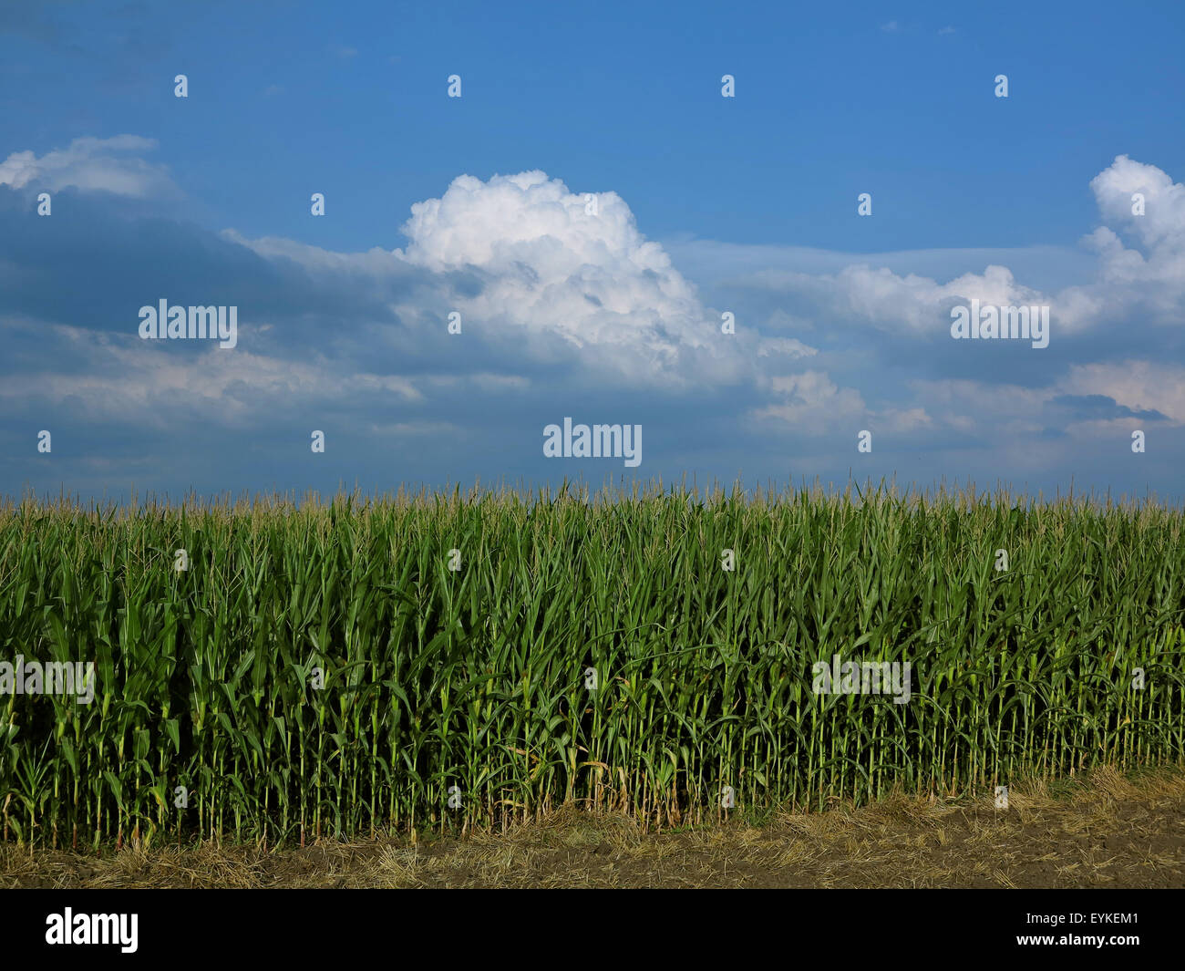 Maize field front row hi-res stock photography and images - Alamy