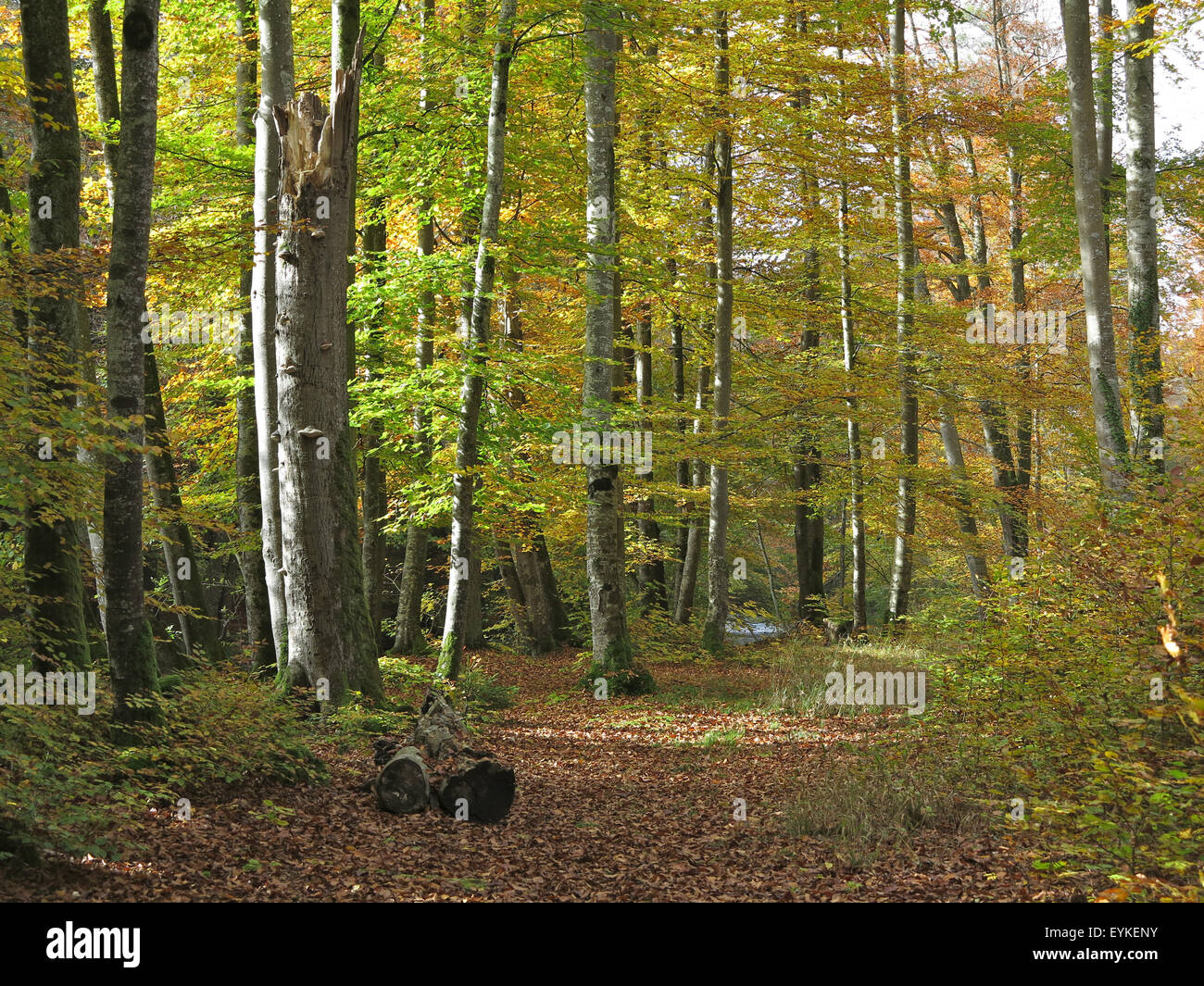 Germany, Upper Bavaria, Mühltal with Gauting Stock Photo - Alamy