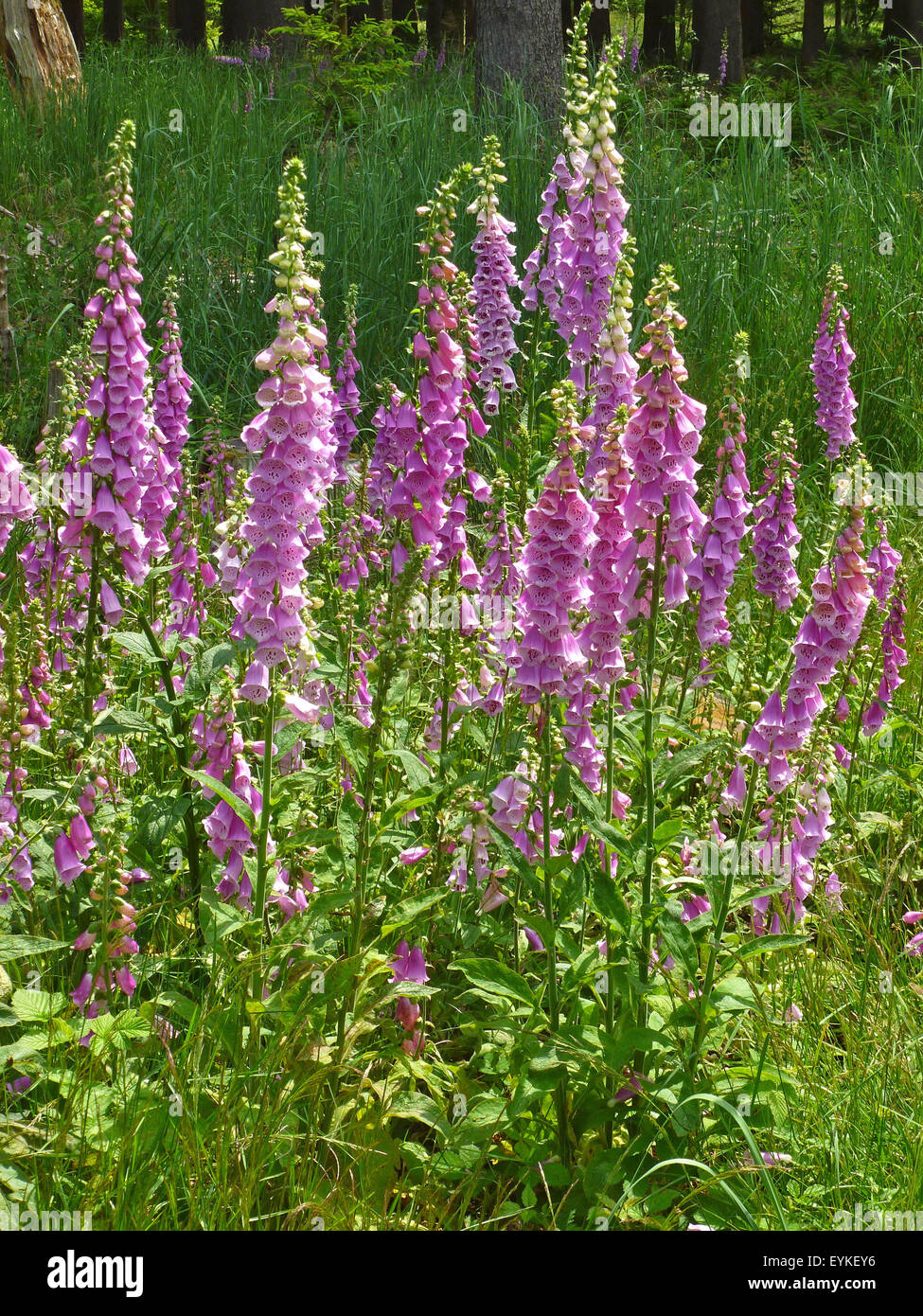 Germany, Upper Bavaria, red thimble, digitalis purpurea Stock Photo - Alamy