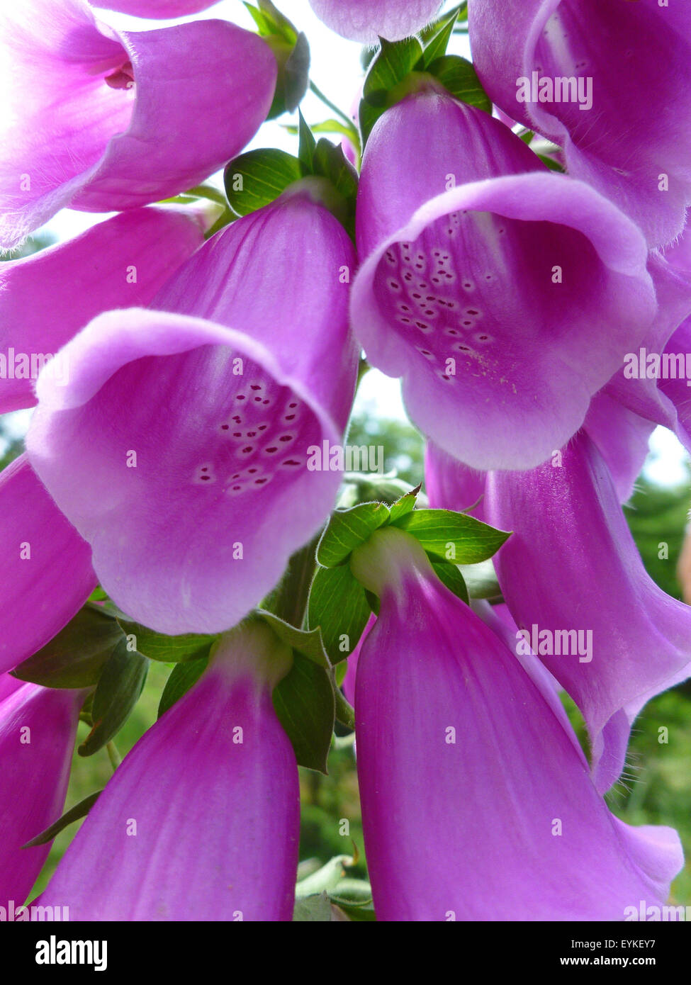Germany, Upper Bavaria, red thimble, digitalis purpurea Stock Photo - Alamy