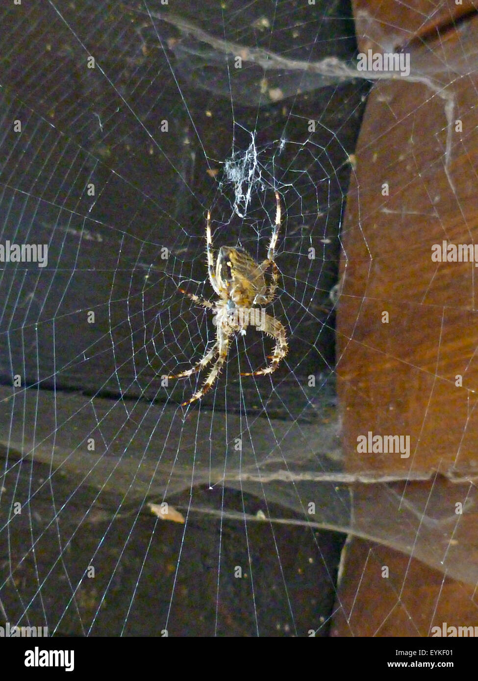 Germany, Upper Bavaria, garden garden spider at net Stock Photo - Alamy