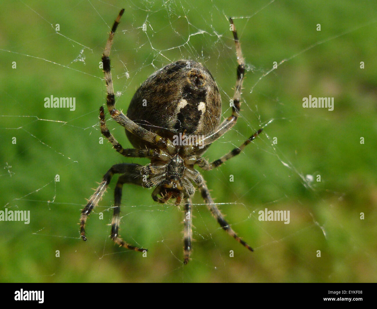 Germany, Upper Bavaria, garden garden spider Stock Photo - Alamy
