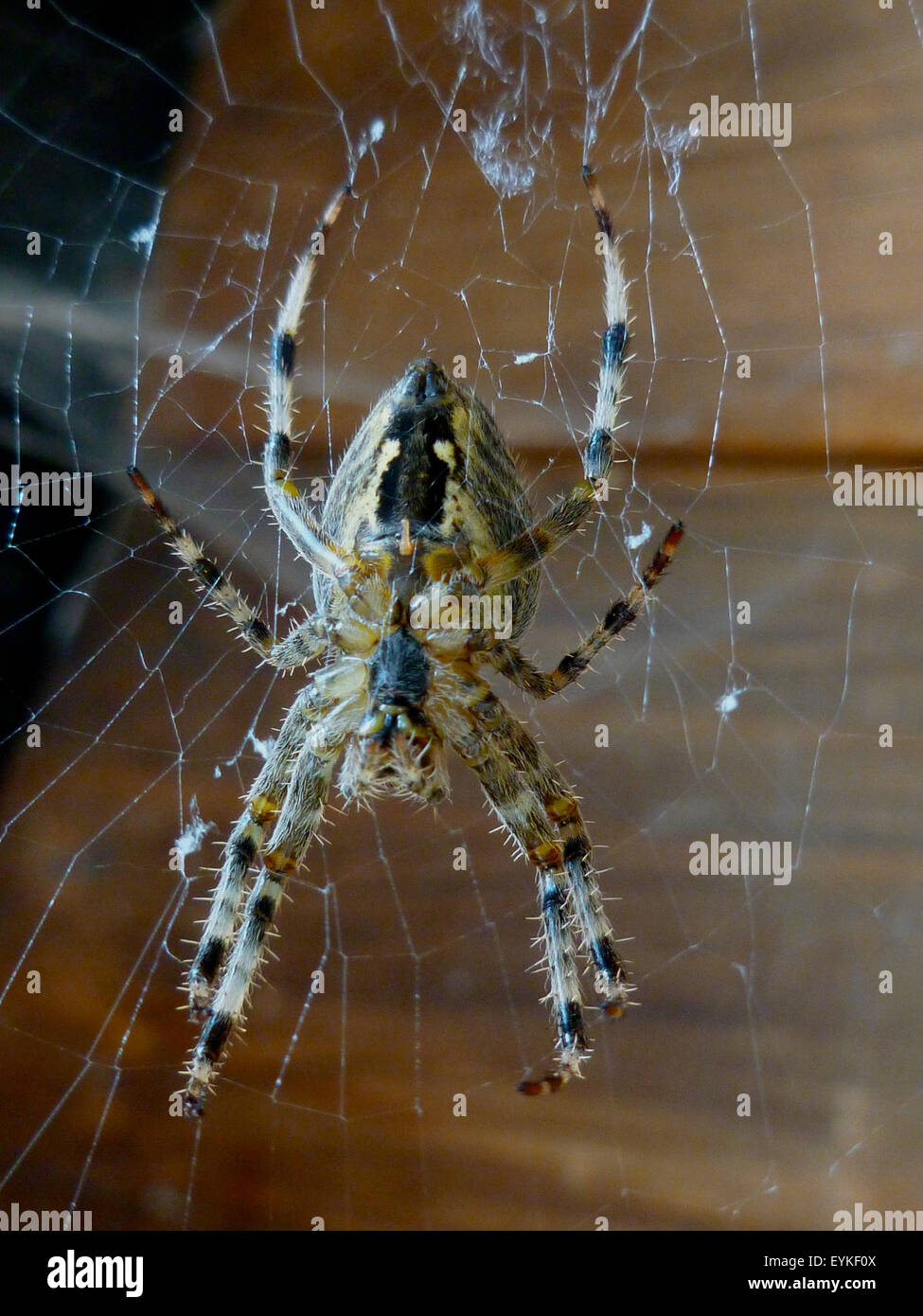 Germany, Upper Bavaria, garden garden spider Stock Photo - Alamy