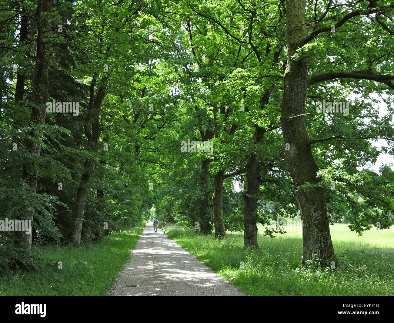 Oaken trees hi-res stock photography and images - Alamy