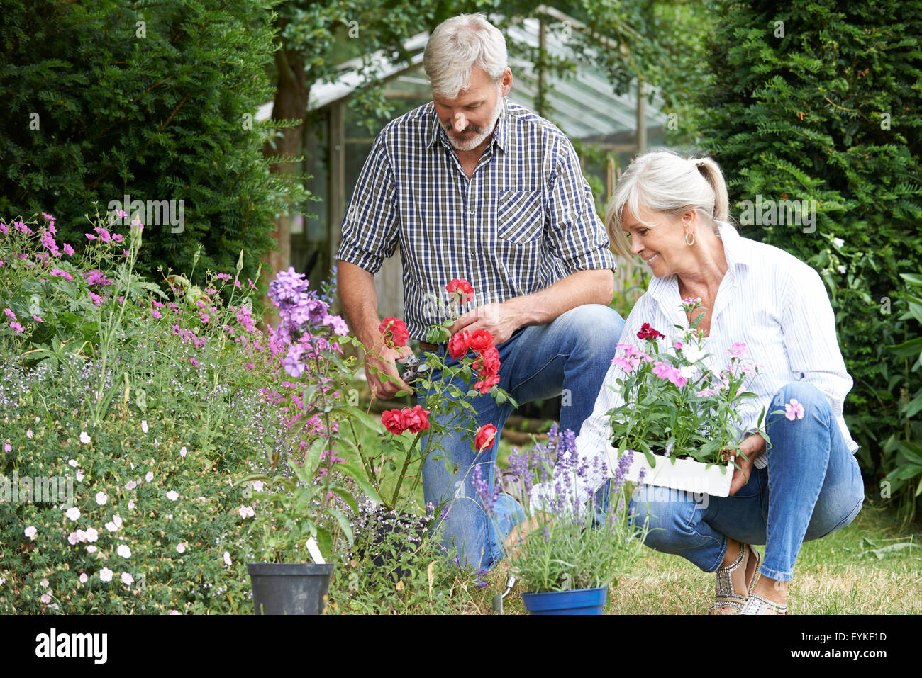 Woman planting beautiful rose hi-res stock photography and images - Alamy
