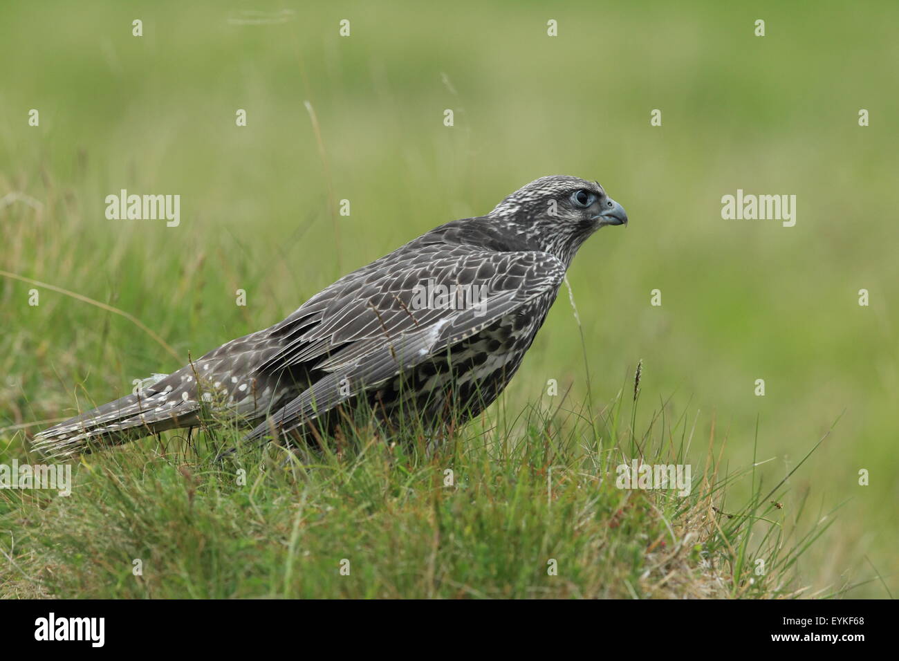 young Gyrfalcon Gerfalcon Iceland Stock Photo - Alamy