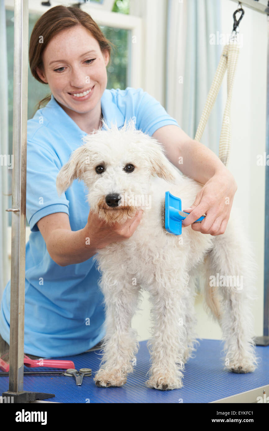 Woman groomed dog hi-res stock photography and images - Alamy