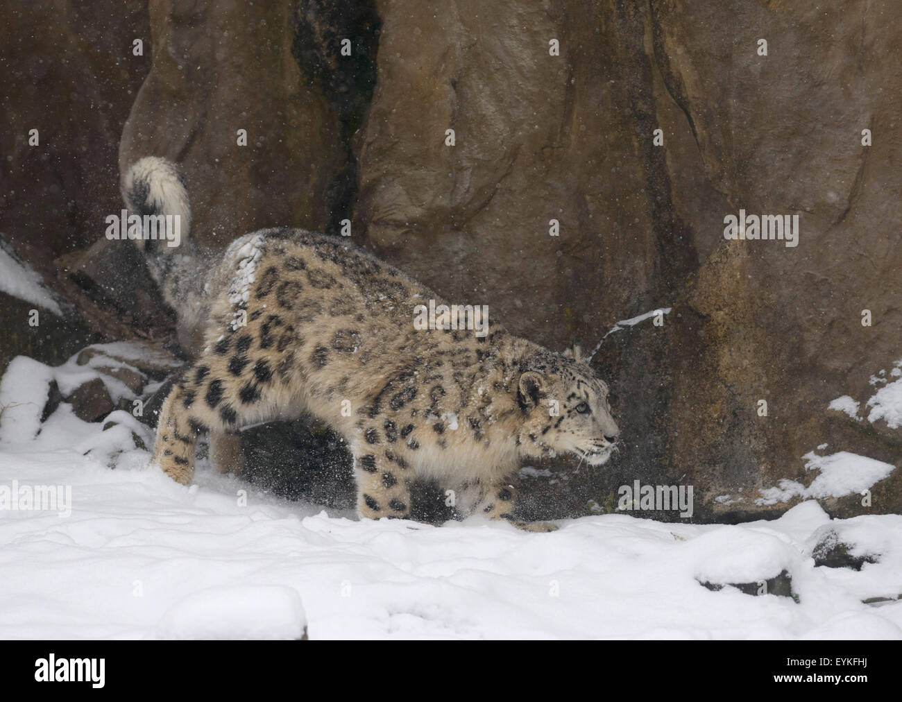 Panthera Uncia Stalking Stock Photos & Panthera Uncia Stalking Stock ...