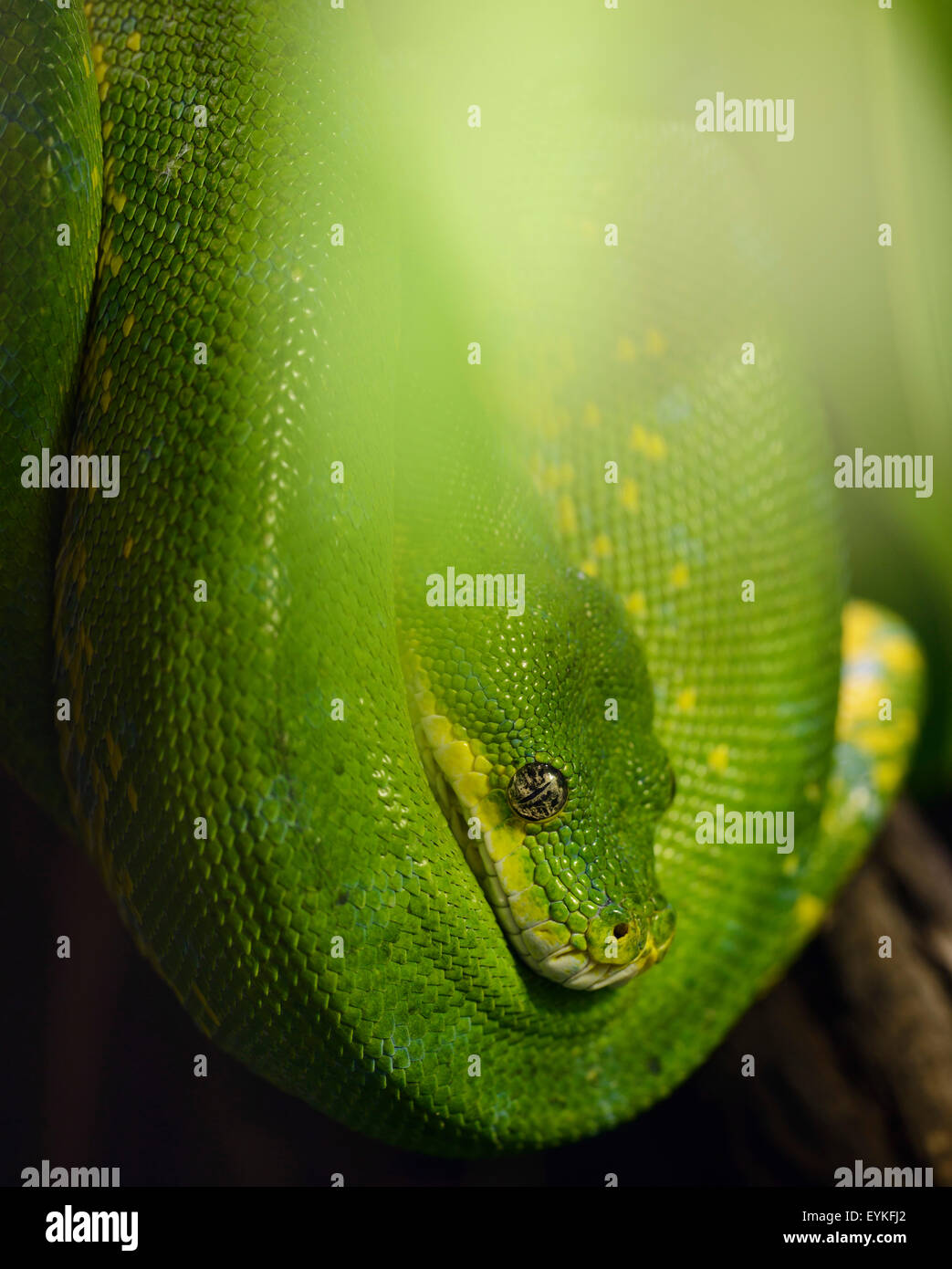 Green tree python, Morelia viridis, New Guinea, captive Stock Photo - Alamy