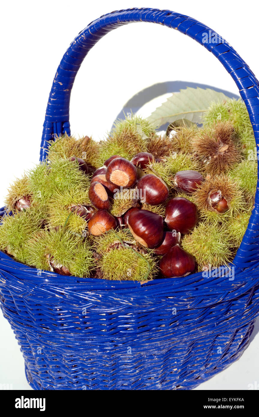 Esskastanien, Edelkastanie, Castanea sativa, Heilpflanzen, Fruechte ...