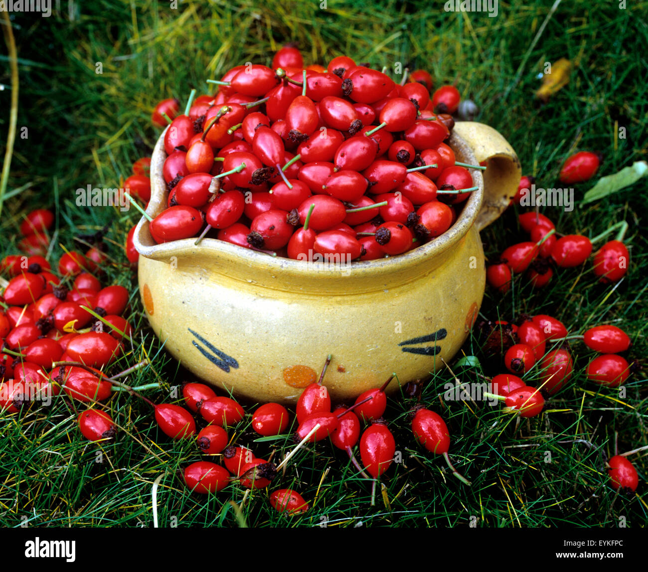Hagebutten, Hundsrose, Rosa, canina, Busch, Heilpflanzen, Fruechte ...