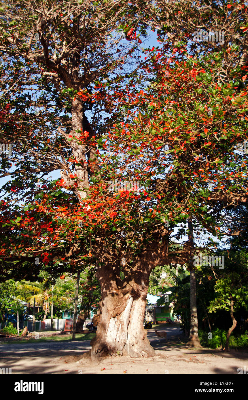 Grenada, tulip tree Stock Photo - Alamy