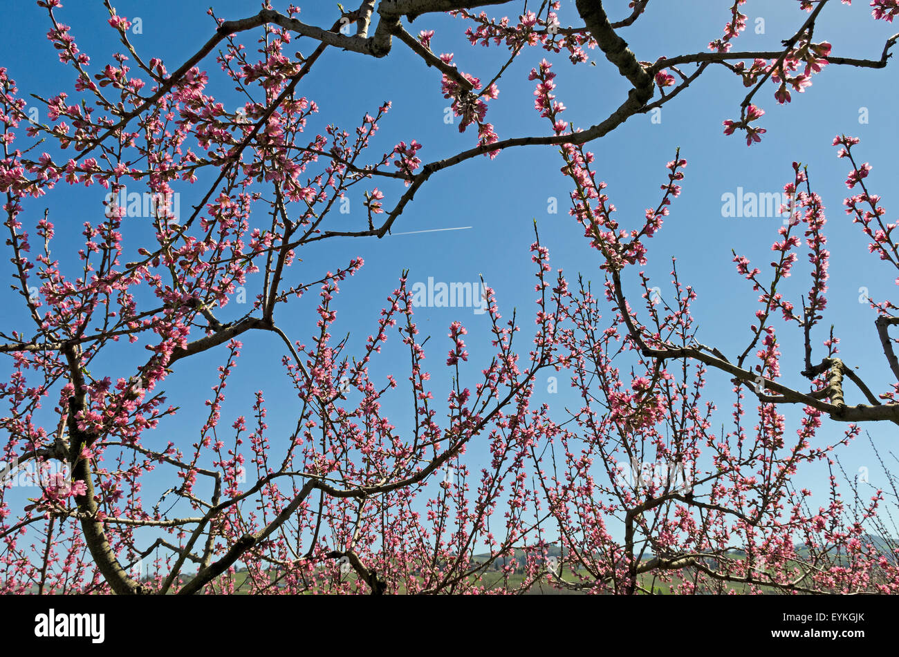 Italy, Piedmont, Roero, peach trees in blossom Stock Photo - Alamy