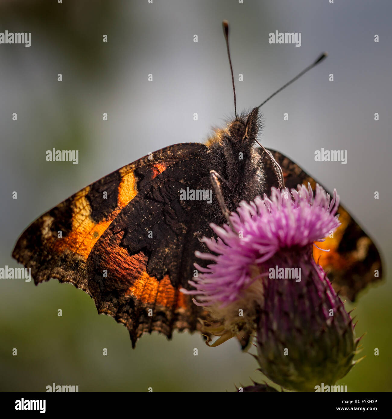 Butterfly tongue close up hi-res stock photography and images - Alamy
