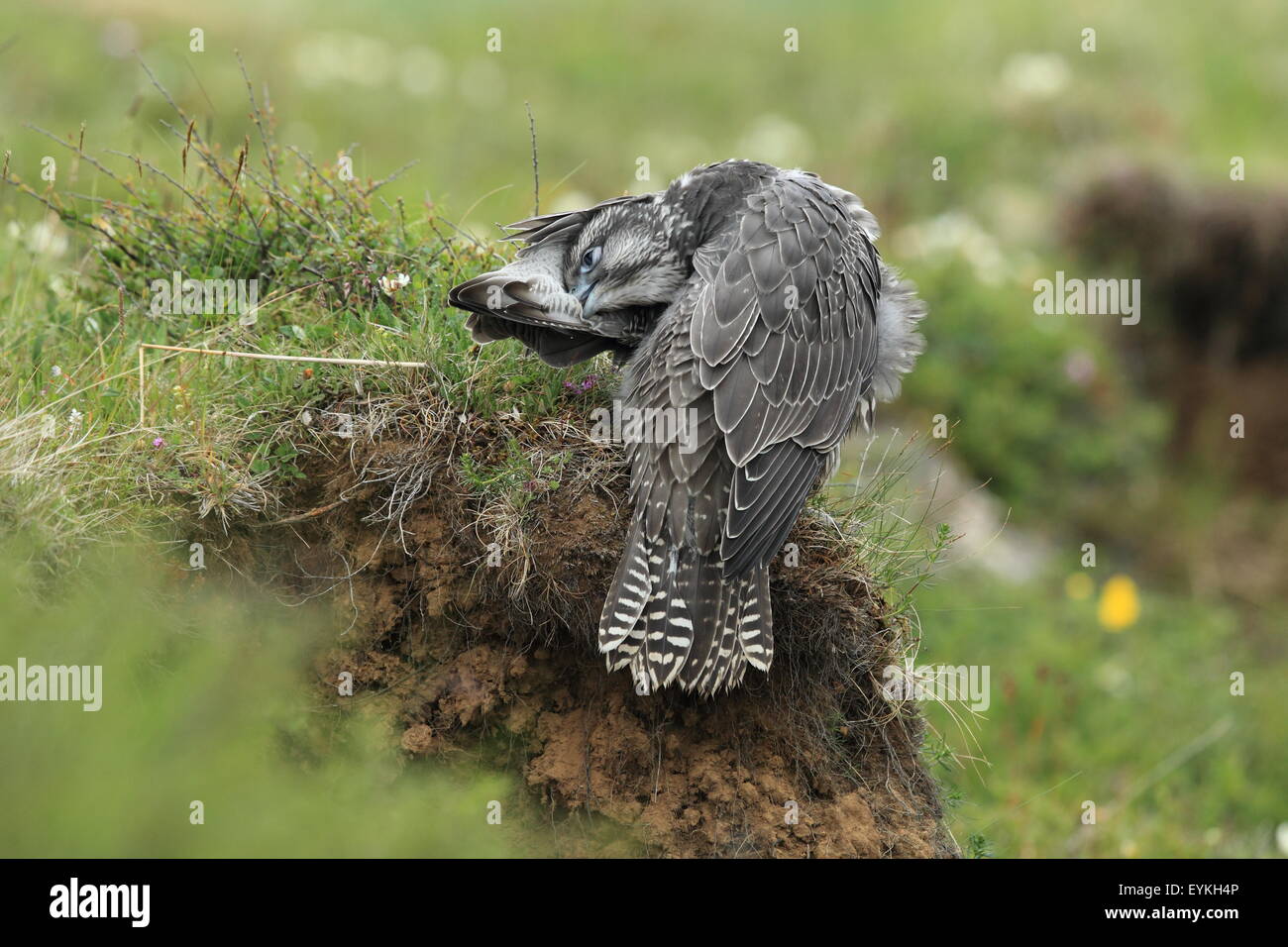 young Gyrfalcon Gerfalcon Iceland Stock Photo - Alamy