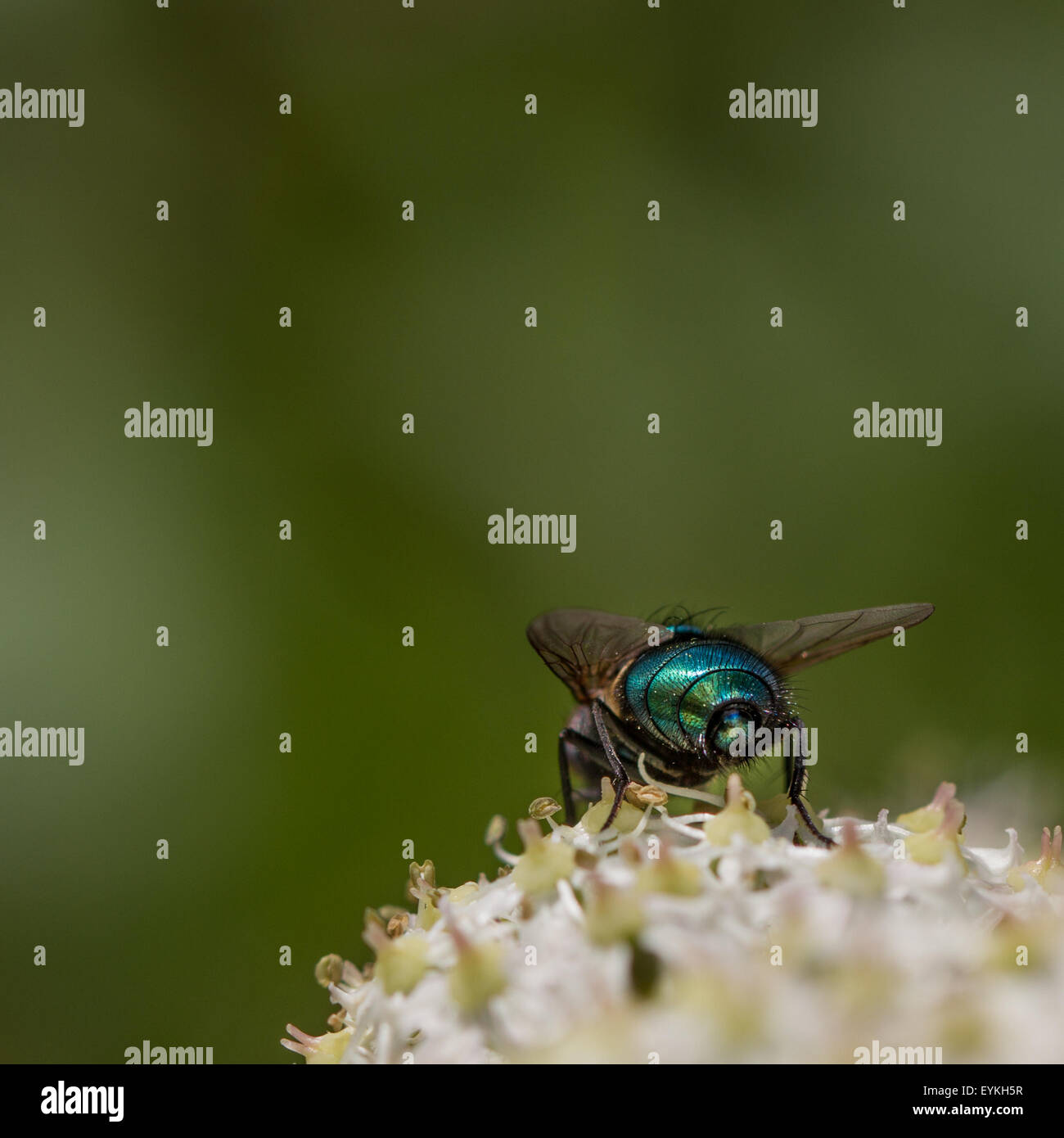 The iridescent rear of a greenbottle fly Stock Photo - Alamy