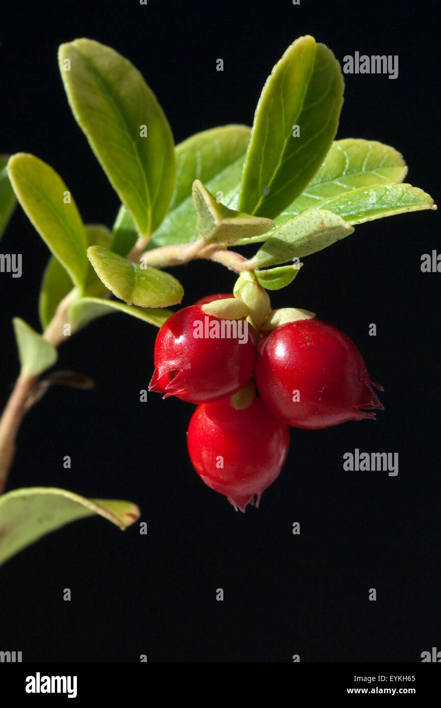 Beerenobst hi-res stock photography and images - Alamy