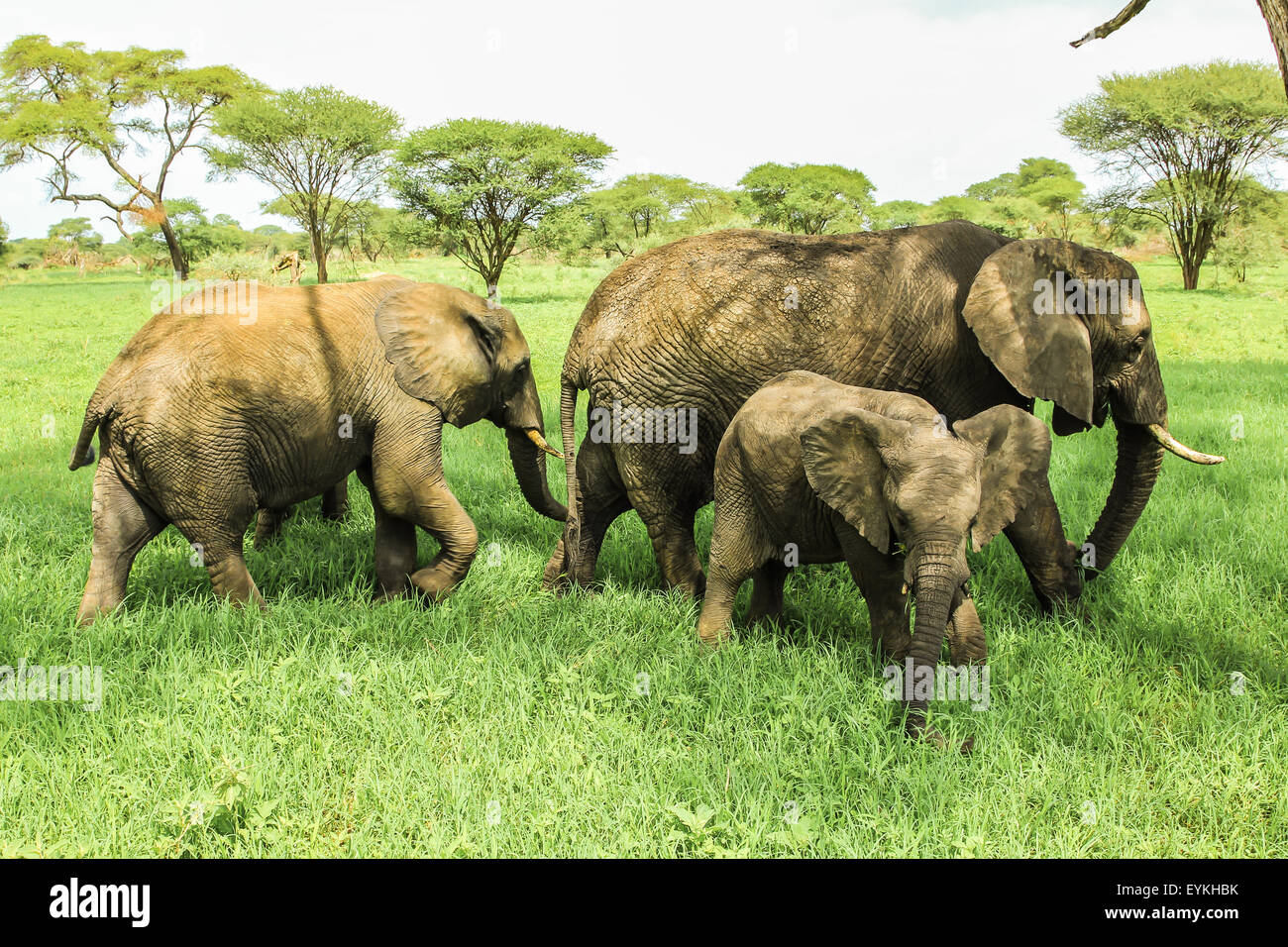 Baby elephant with family hi-res stock photography and images - Alamy