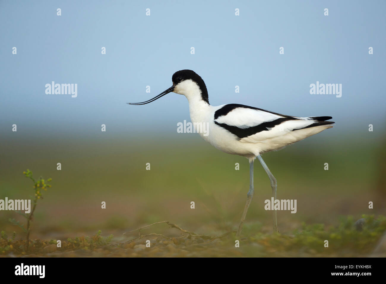 Walking avocet hi-res stock photography and images - Alamy