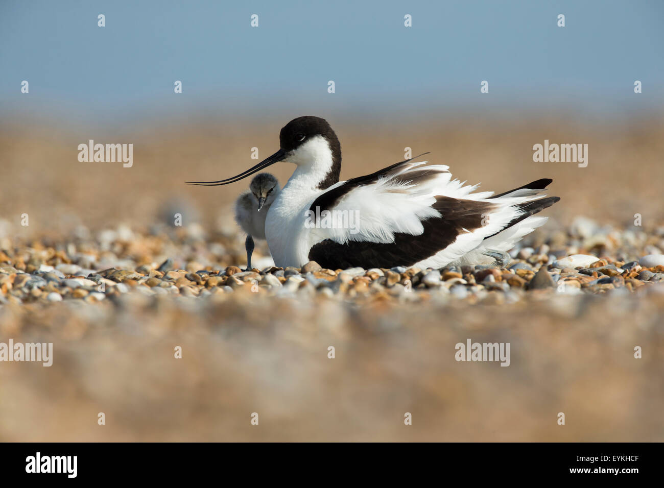 Avocet (Recurvirostra avosetta) protecting its chick on the beach Stock ...