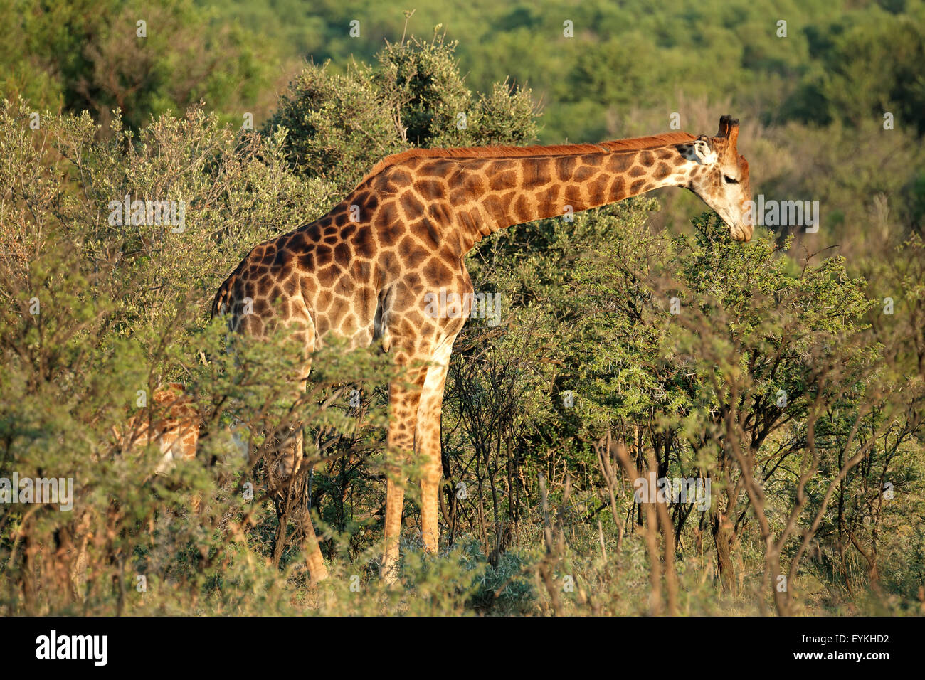A giraffe (Giraffa camelopardalis) feeding on an Acacia tree, South ...