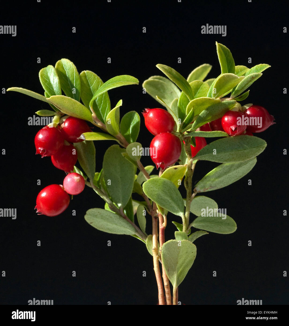 Preiselbeere, Vaccinium vitis-idaea, Beeren, Beerenobst Stock Photo - Alamy