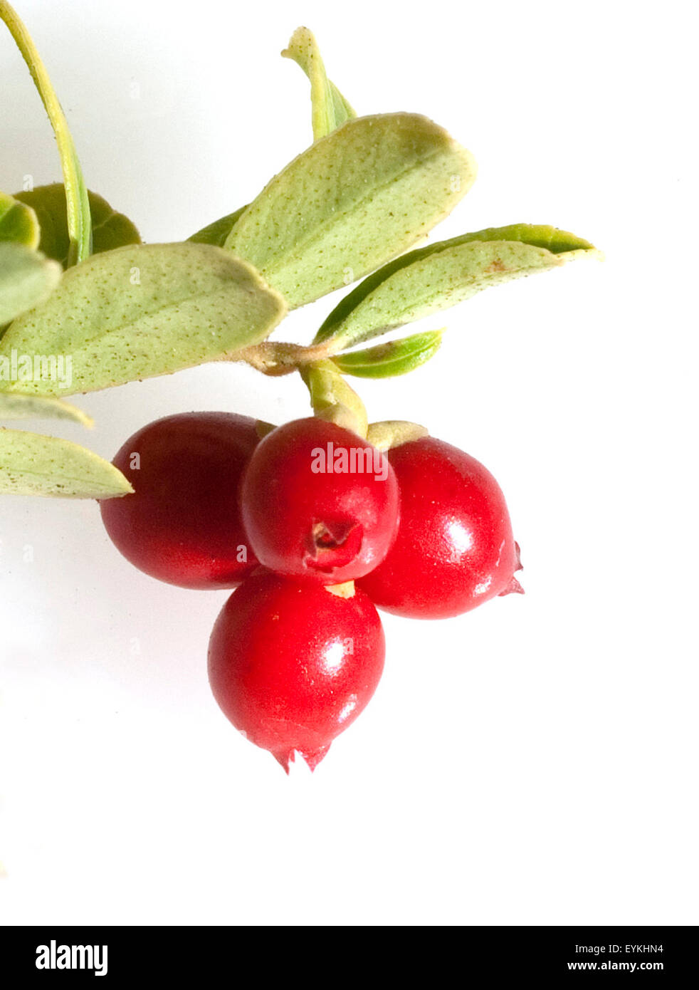 Heimische beere hi-res stock photography and images - Alamy