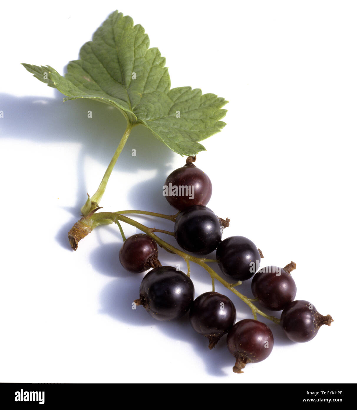 Schwarze ribes nigrum hi-res stock photography and images - Alamy