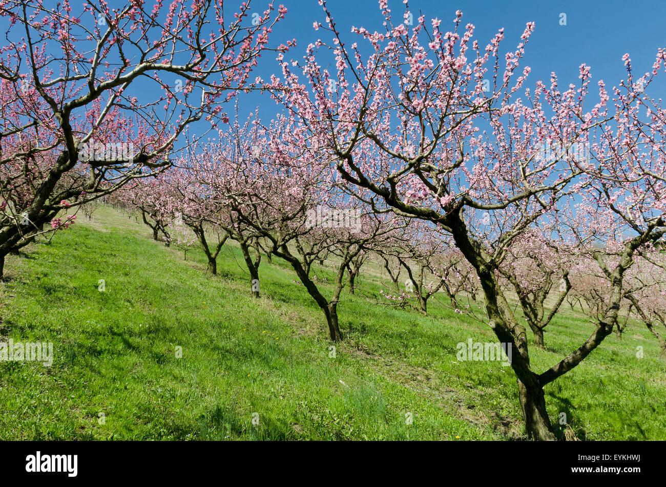 Italy, Piedmont, Roero, peach trees in blossom Stock Photo - Alamy