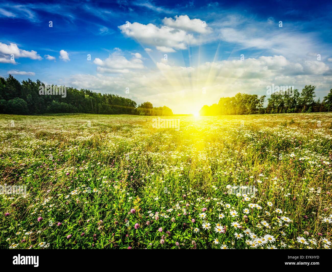 Summer blooming green field with meadow flowers with sunset sun and ...