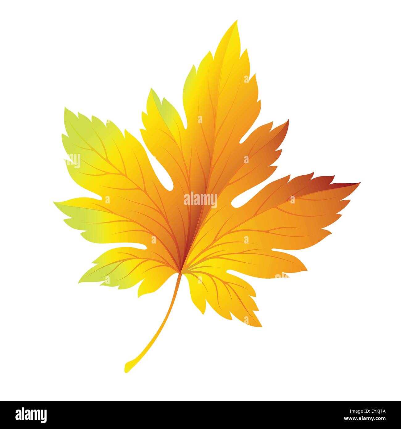 Fall leaf isolated in white. Vector illustration Stock Vector Image ...