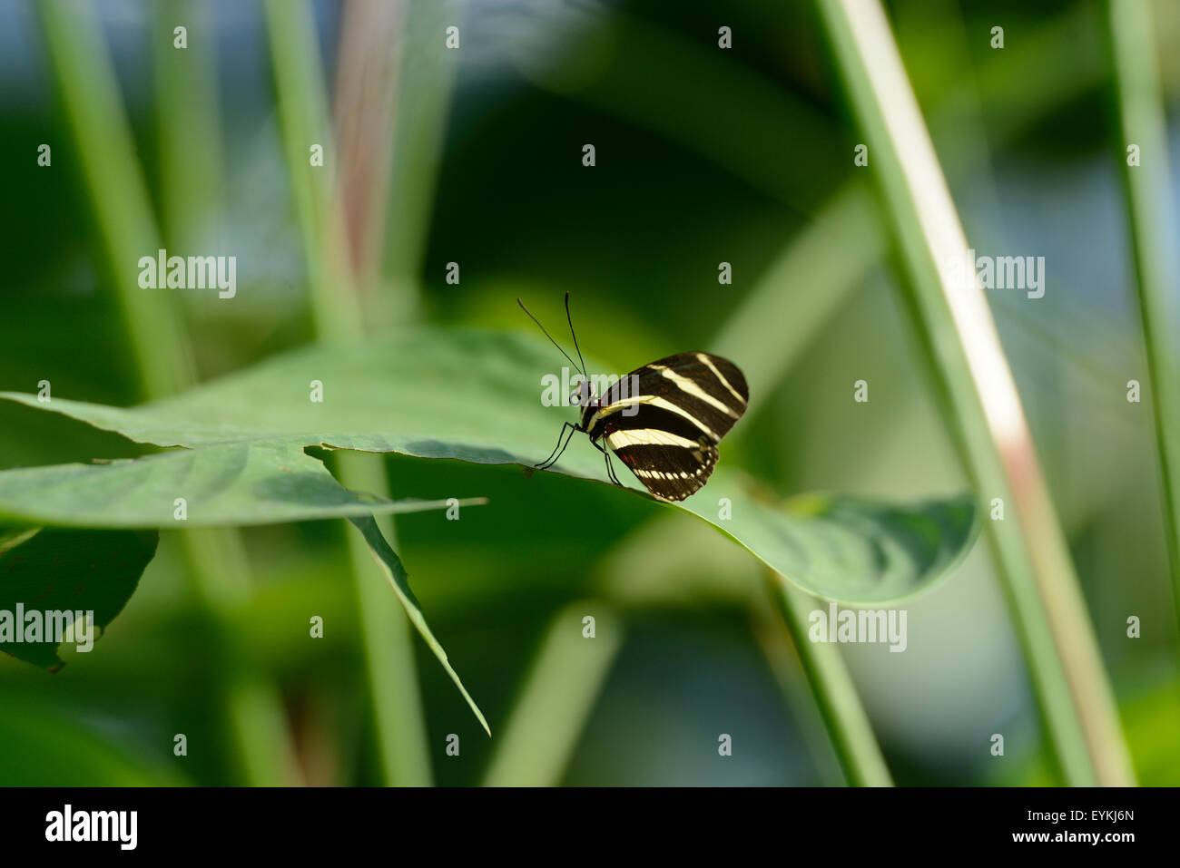 Zebra butterflies, Heliconius charithonia, sit, leaves, lateral view ...