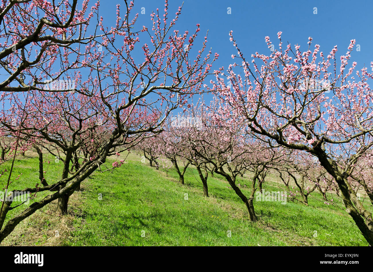 Peach tree italy hi-res stock photography and images - Alamy
