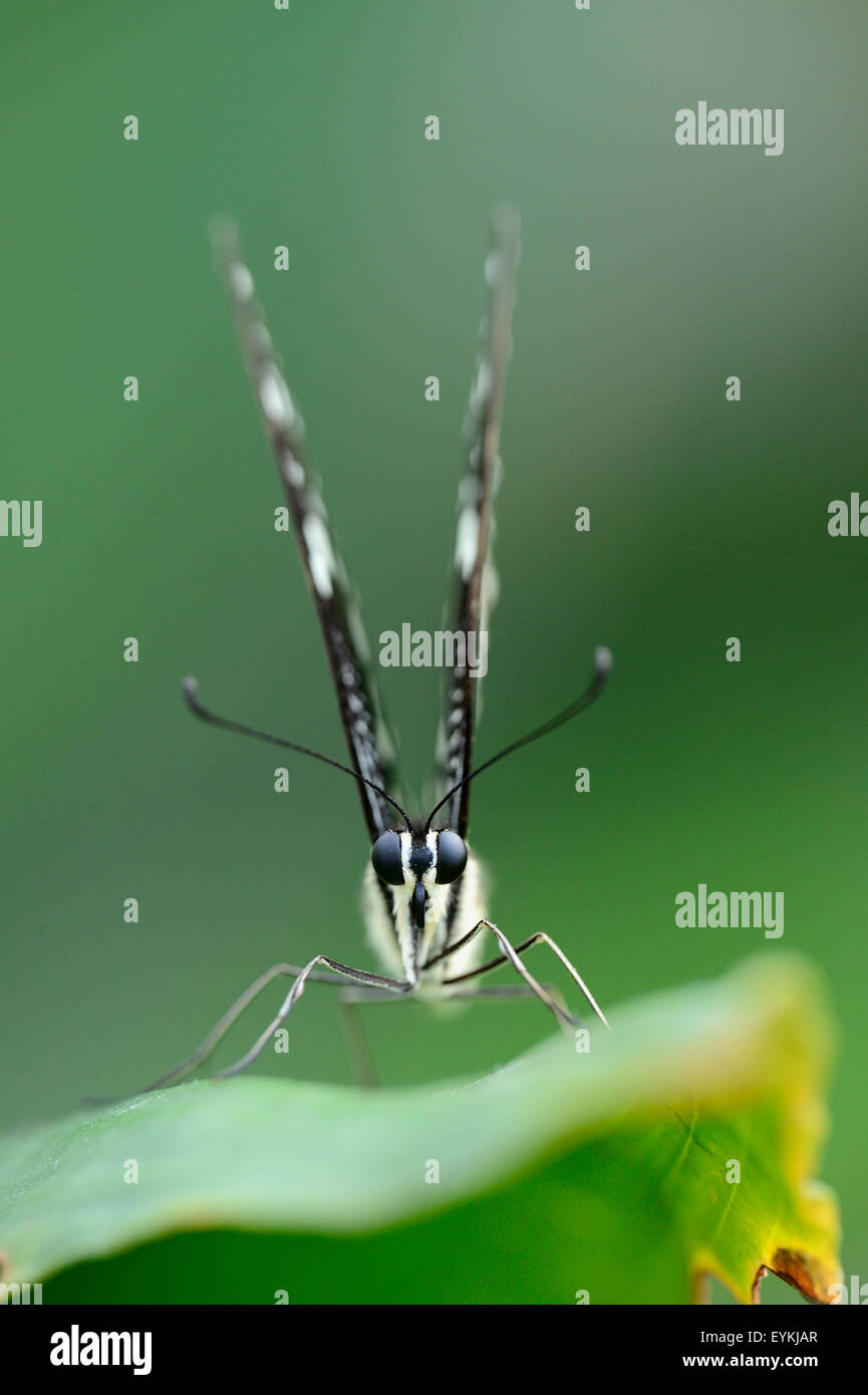 Checked swallow's tail, Papilio demoleus, sit, leaves, frontal view ...