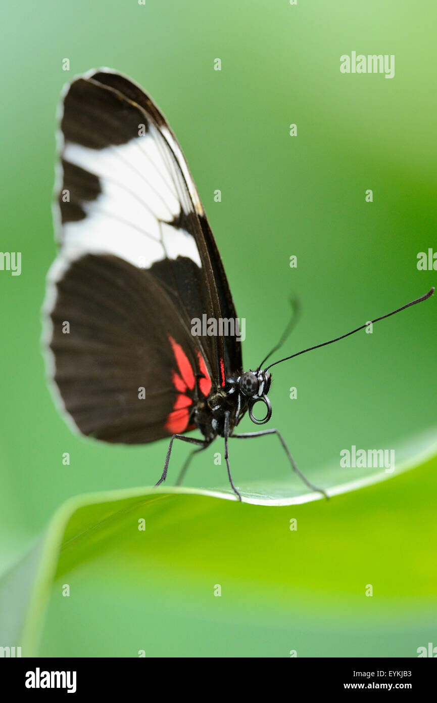 Cydno Longwing, Heliconius cydno, sitting, leaves Stock Photo - Alamy