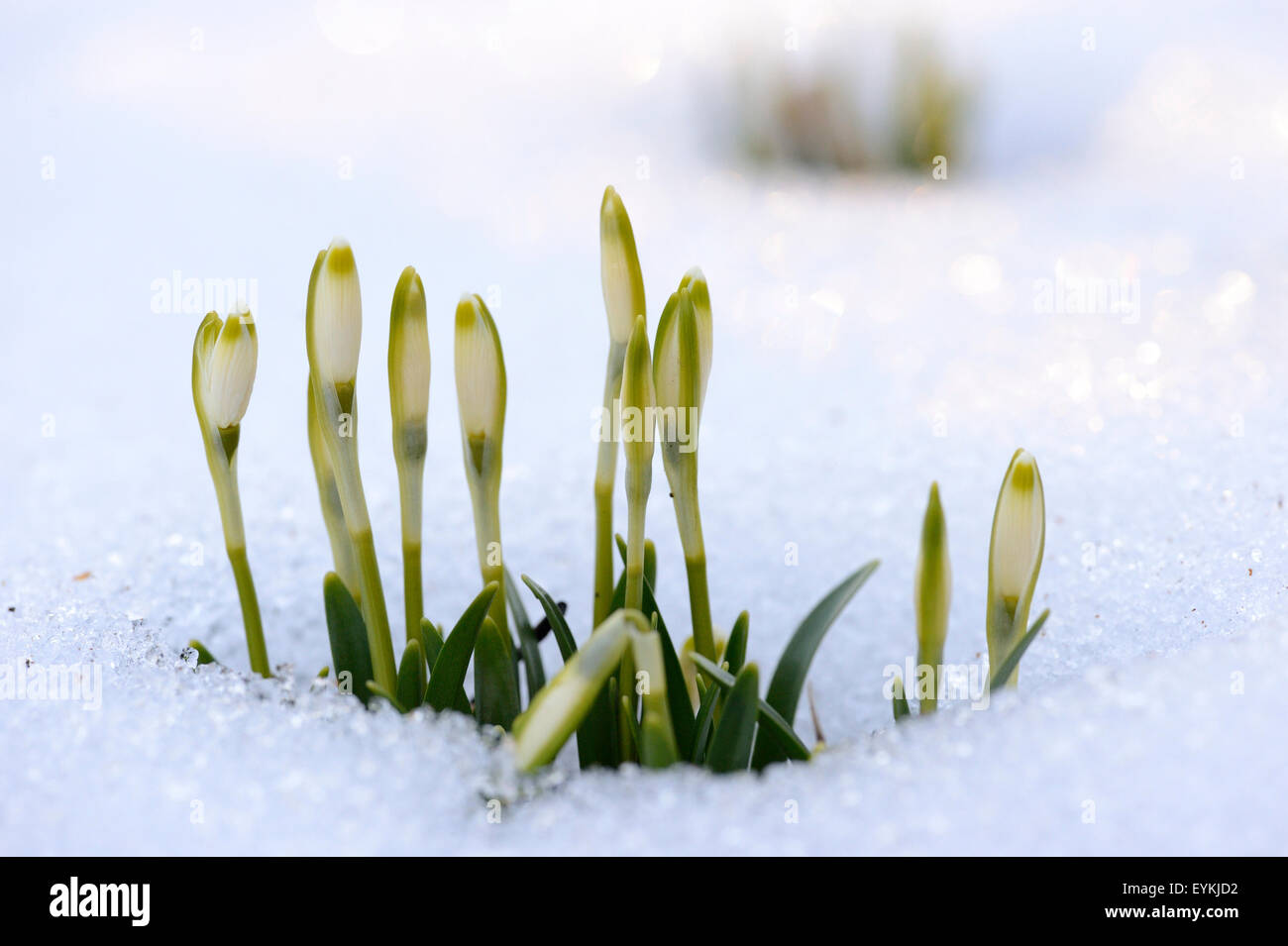 Snowflake like flower hi-res stock photography and images - Alamy