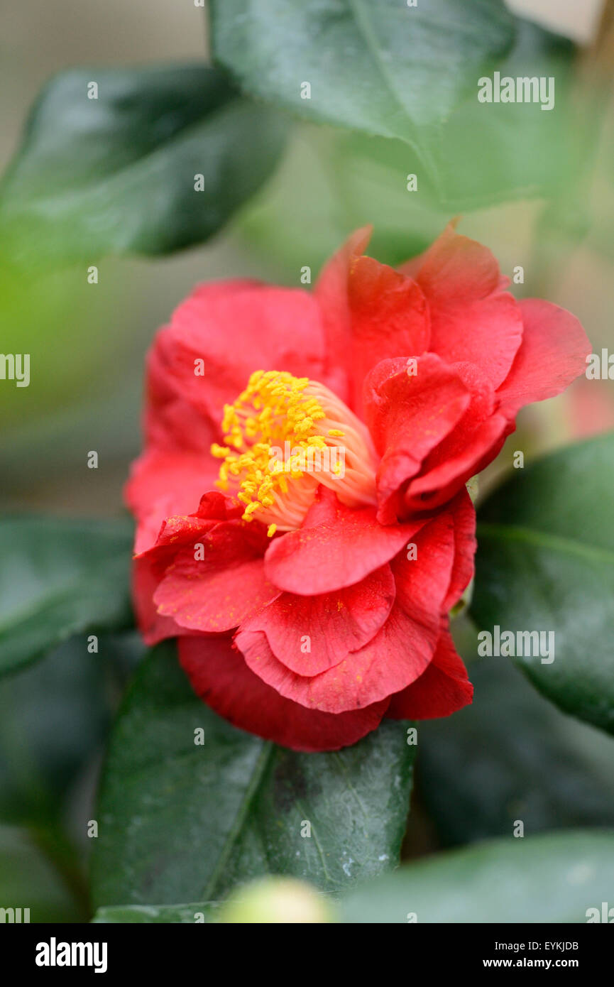 Japanese camellia, Camellia japonica, blossom Stock Photo - Alamy