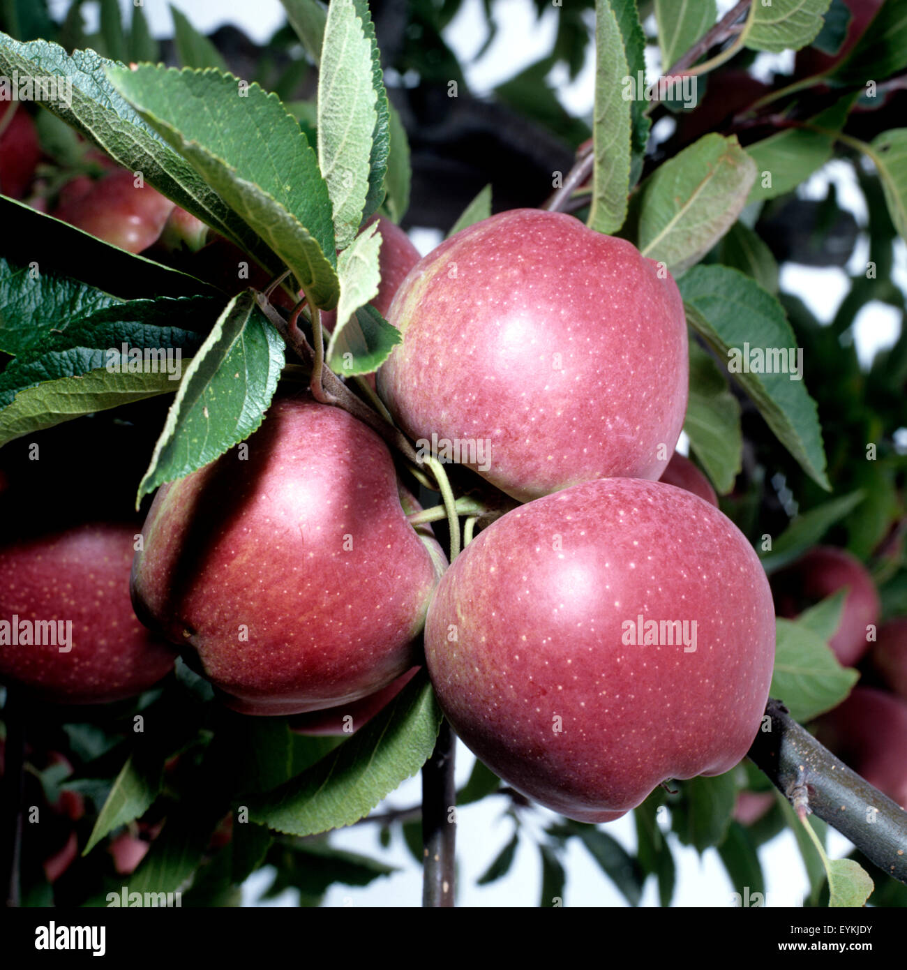 Starking apple hi-res stock photography and images - Alamy