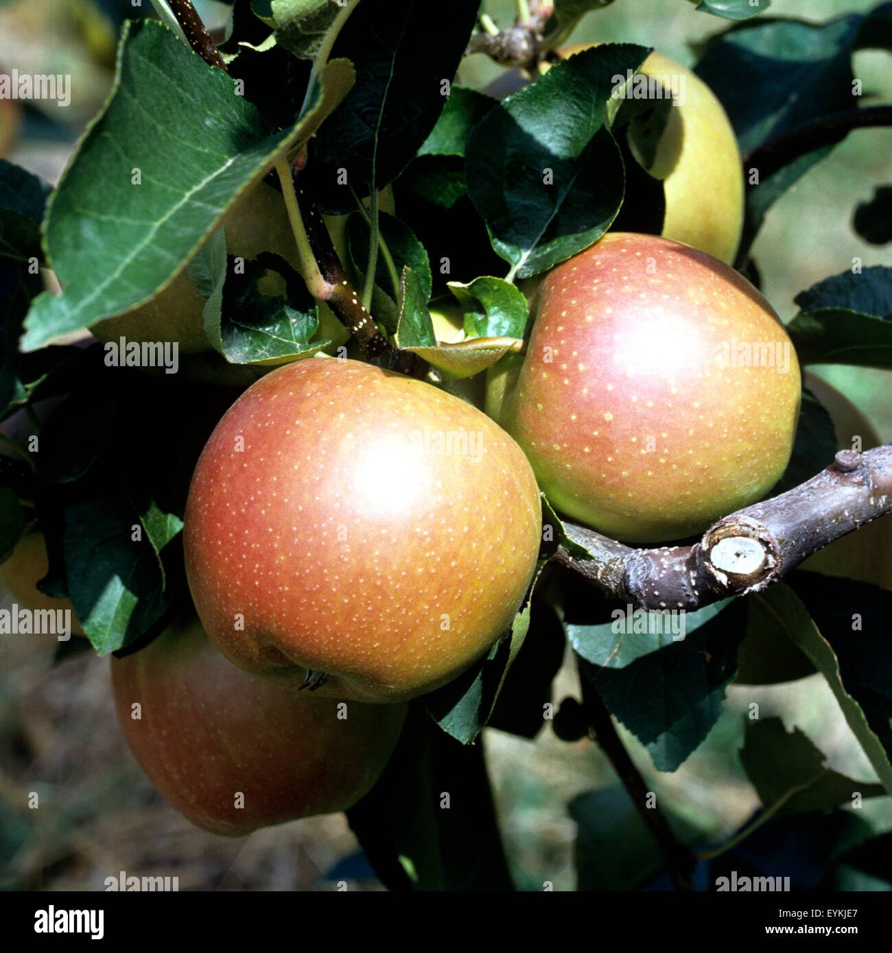Obst fruits hi-res stock photography and images - Alamy