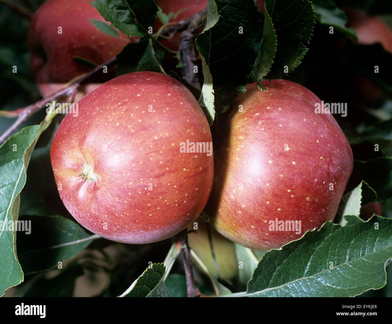 Roter apfelbaum hi-res stock photography and images - Alamy