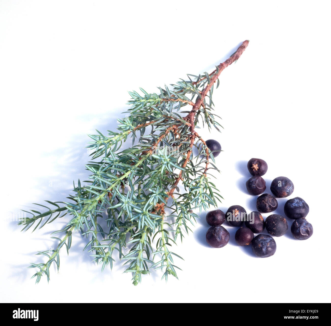 Wacholderbeere hi-res stock photography and images - Alamy