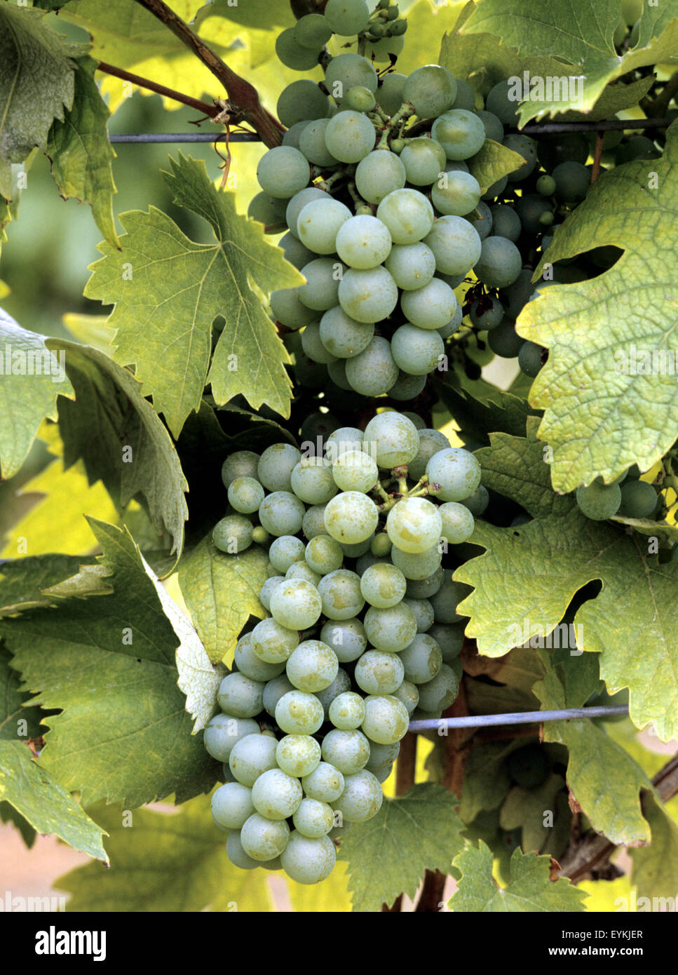 Trauben vitis vinifera hi-res stock photography and images - Alamy
