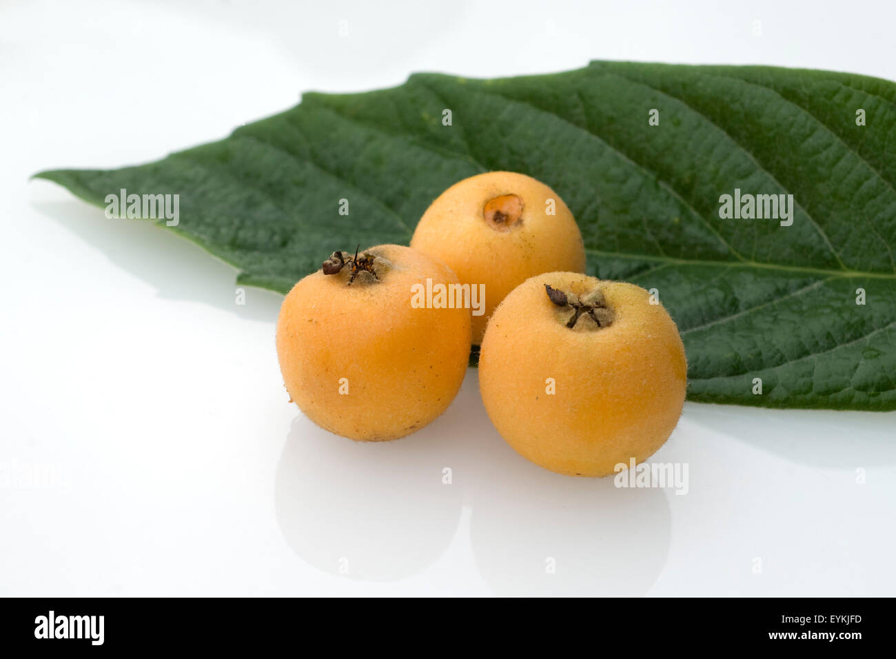 Wollmispel, Suedfrucht, Japanische Wollmispel, Eriobotrya japonica ...