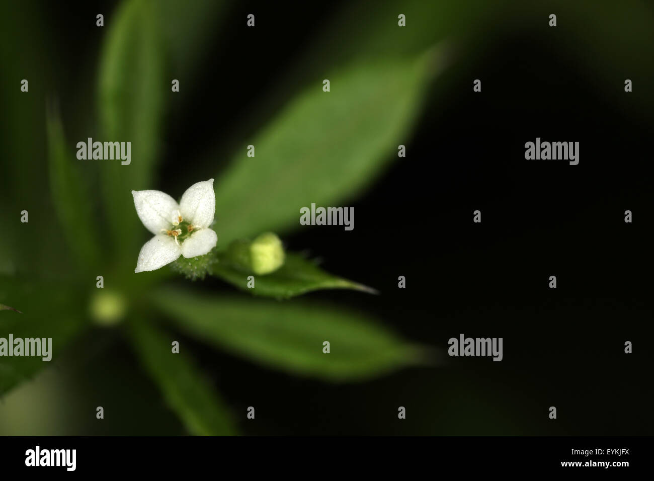 Stickyweed hi-res stock photography and images - Alamy